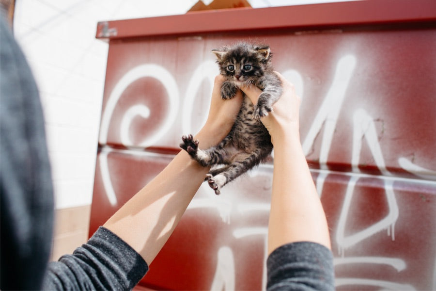 Roggie Roger the Death Dodger – Bon Bon Bon